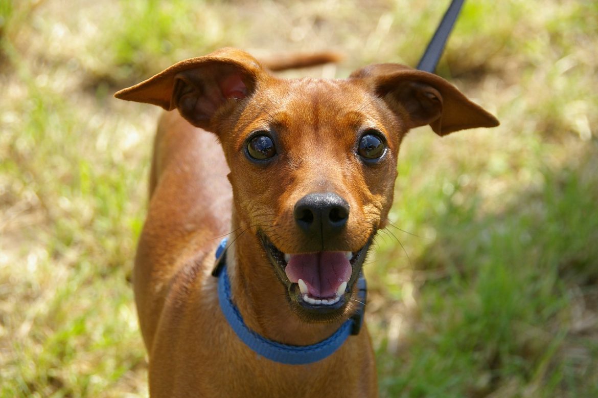 About Us ‹ Alamo Animal Hospital, Vacaville, CA